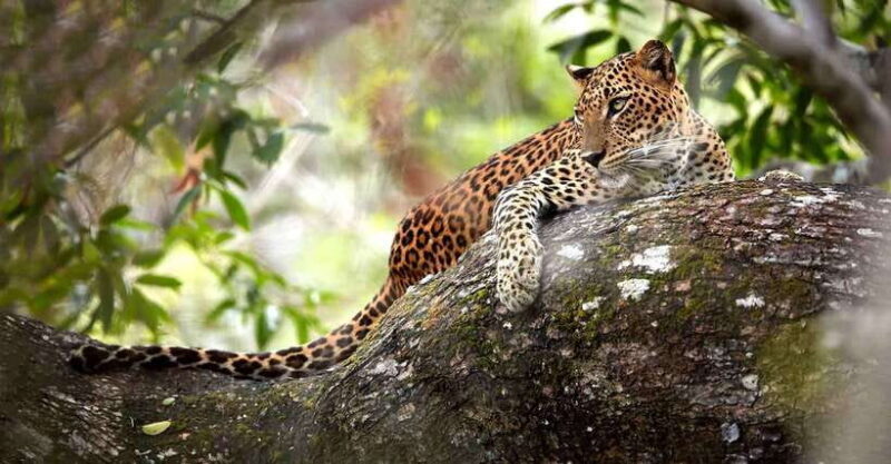 From Kandy: Wilpattu National Park Safari with Hotel Pickup - Returning and Reflection