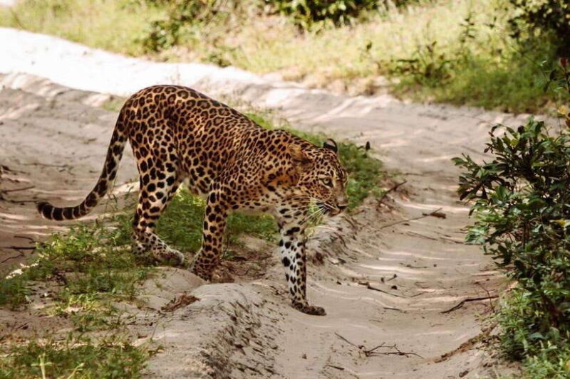 From Kandy: Wilpattu National Park Safari with Hotel Pickup - Value for Money and Practical Considerations