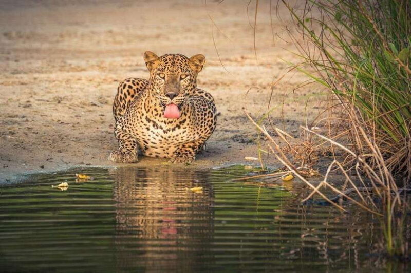 From Kandy: Wilpattu National Park Safari with Hotel Pickup - Final Thoughts