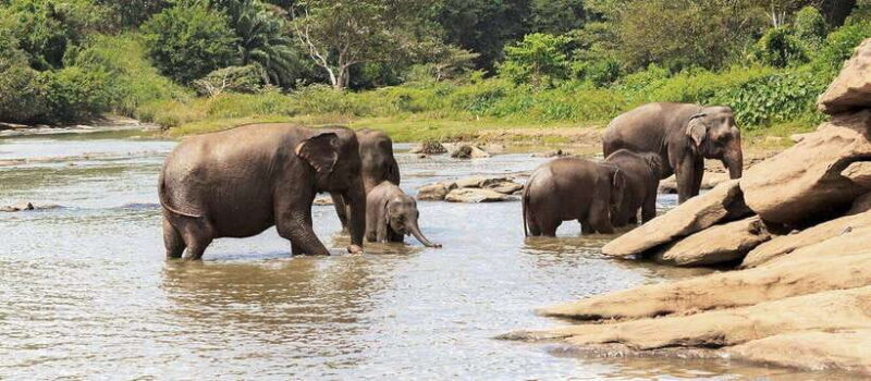 From Kandy: Wilpattu National Park Safari with Hotel Pickup - FAQs