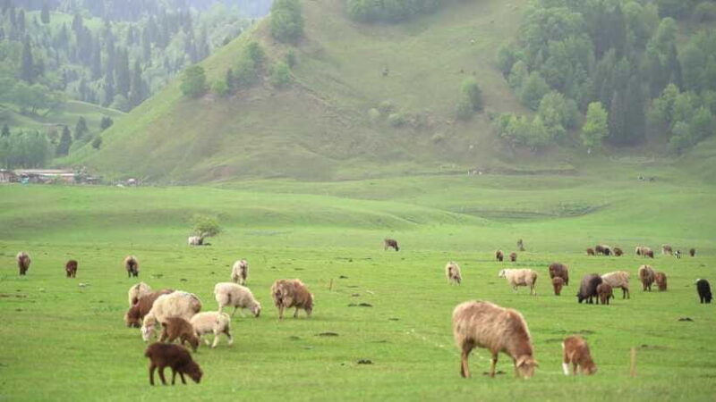 From Kashgar: 5-Day Silk Road Adventure with Accommodation - Accommodation & Meals