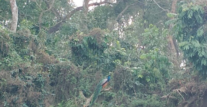 From Kathmandu: 2 Day Short Wildlife National Park Tour - The Experience From a Traveler’s Perspective