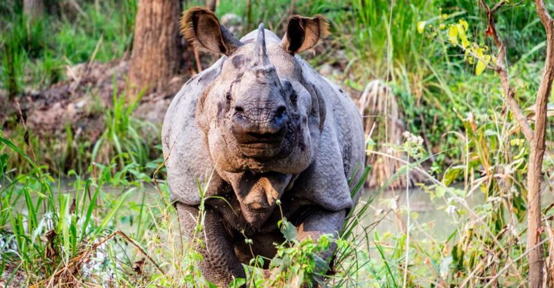 From Kathmandu: 3-Day Chitwan National Park & Elephants Tour - An Authentic Introduction to Nepal’s Wilderness