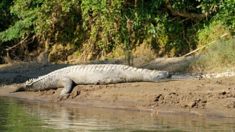 From Kathmandu: 3-Day Chitwan National Park & Elephants Tour - FAQ
