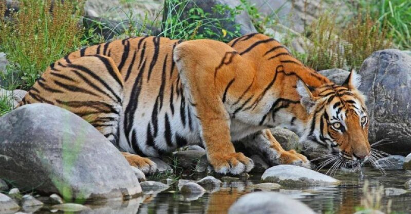 From Kathmandu: 3-Day Chitwan National Park Tour - Summary: Who Should Consider This Tour?