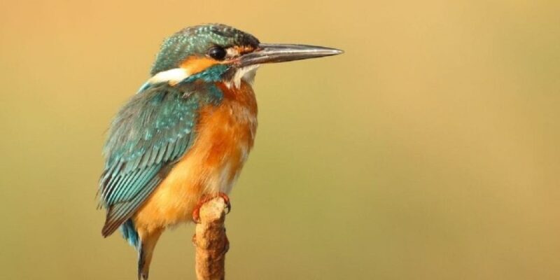 From Kathmandu: 3-Day Chitwan National Park Tour - Frequently Asked Questions