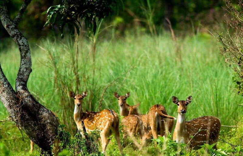 From Kathmandu: 4-Day Chitwan National Park Tour - Practical Tips for Travelers