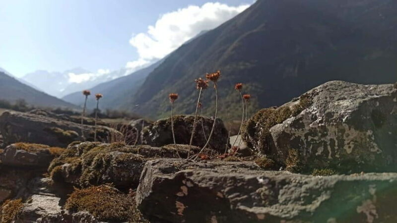 From Kathmandu: 7-Day Langtang Valley Trek - Introduction to the Langtang Valley Trek Experience