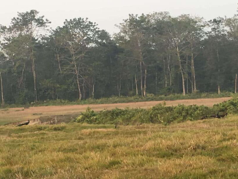 From Kathmandu or Pokhara 3 day Chitwan Tour with Rafting - An In-Depth Look at the 3-Day Chitwan Adventure