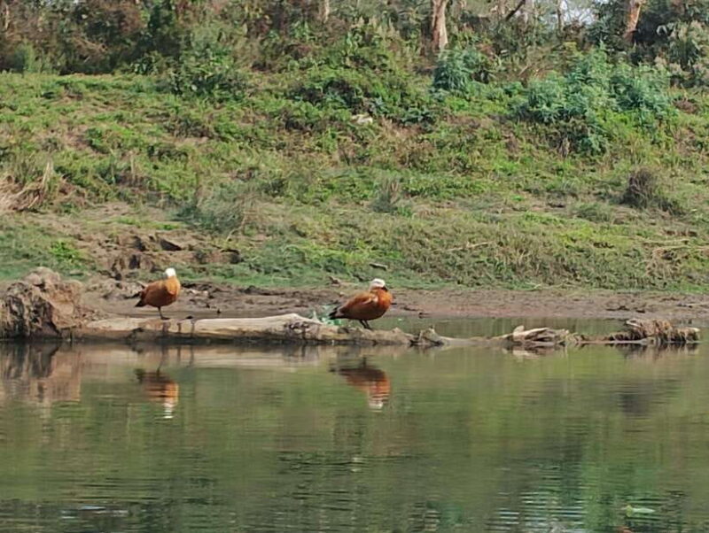 From Kathmandu or Pokhara 3 day Chitwan Tour with Rafting - FAQ