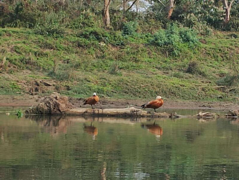 From Kathmandu or Pokhara: 4-Day Chitwan National Park Tour - Key Points