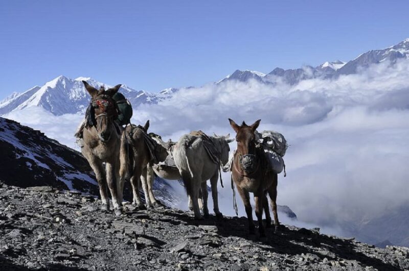 From Kathmandu/Pokhara: 9-Day Annapurna Circuit Trek - Final Thoughts