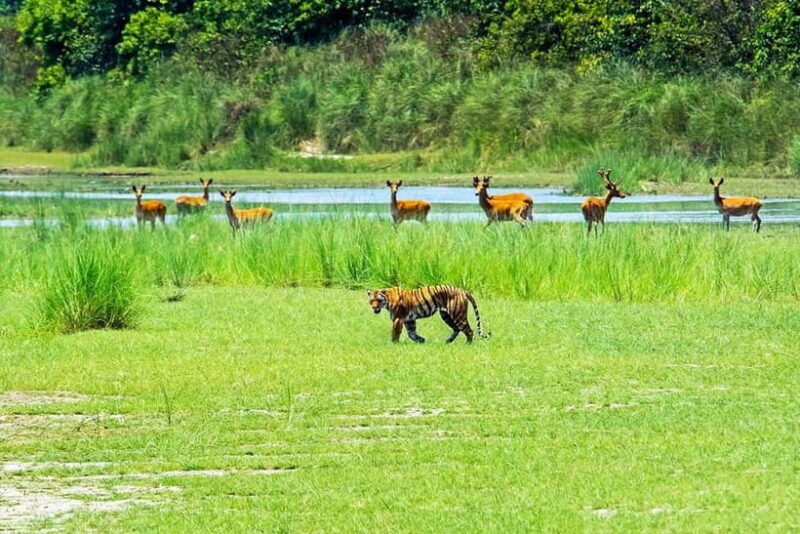 From Kathmandu/Pokhara: Bardiya National Park 4-Day Tour - Exploring the Itinerary: From Flight to Forest