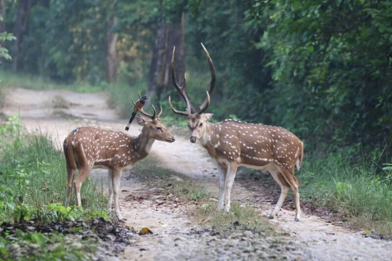 From Kathmandu/Pokhara: Bardiya National Park 4-Day Tour - Practical Tips & Considerations