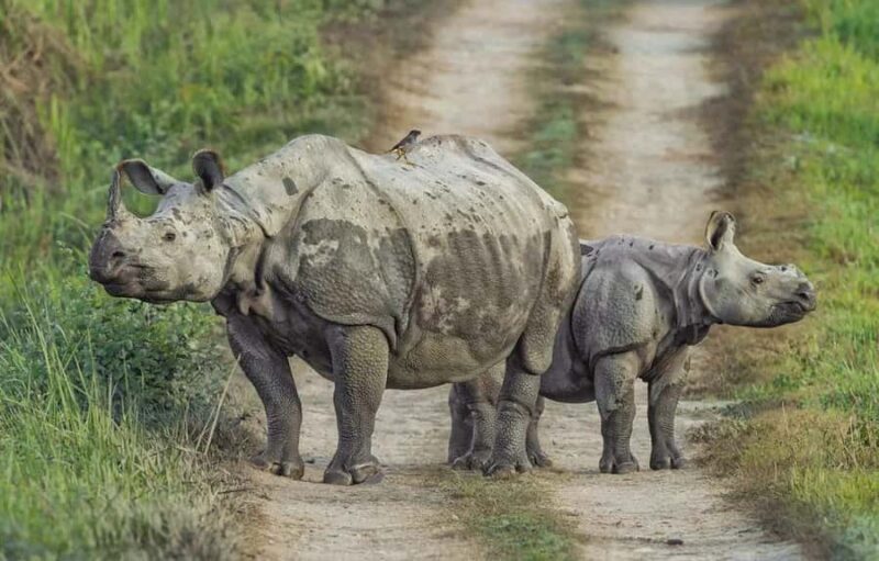 From Kathmandu/Pokhara: Private 3-Day Chitwan Safari Tour - Value and Real Traveler Feedback