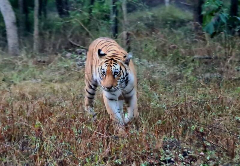 From Khajuraho: Full-Day Sightseeing Tour with Tiger Safari - A Practical, Balanced Look at the Tour