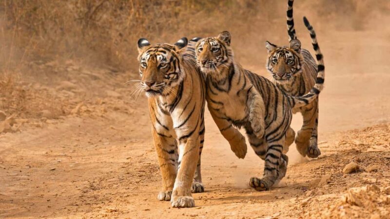 From Khajuraho: Panna Tiger Safari Tour for 1 Night 2 Days - Exploring the Itinerary: What Will You Experience?