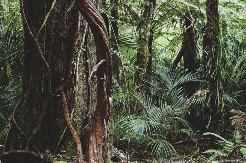 From Khao Lak: Khao Sok Jungle Hike & River Tour - Practical Details and Logistics