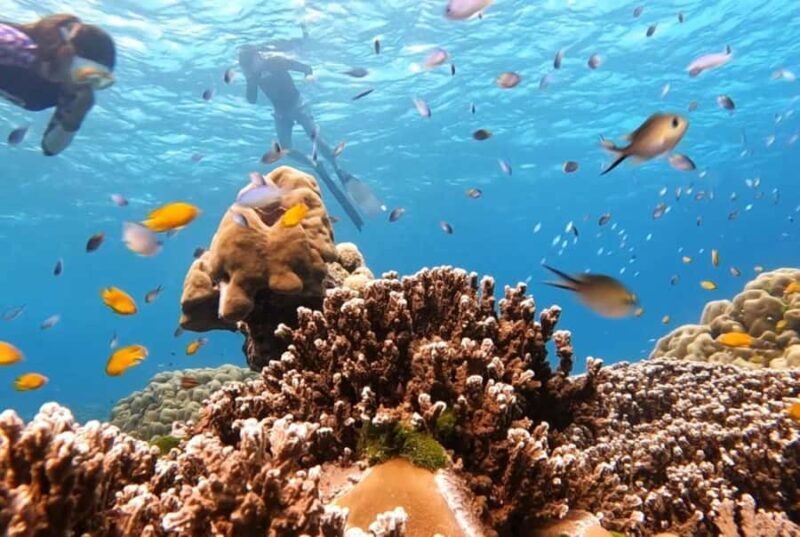 From Khao Lak & Phuket: Similan Islands Snorkeling Day Trip - Practical Tips for Your Trip