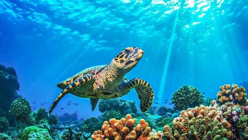 From Khao Lak & Phuket: Trip to Similan Islands by Speedboat - Who Will Love This Tour?