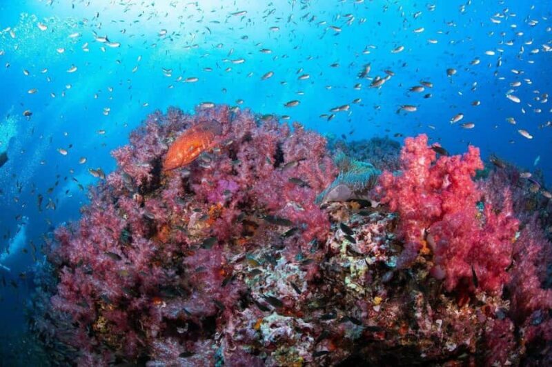 From Khao Lak & Phuket: Trip to Similan Islands by Speedboat - Final Thoughts