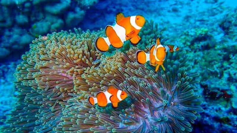 From Khao Lak & Phuket: Trip to Similan Islands by Speedboat - FAQ