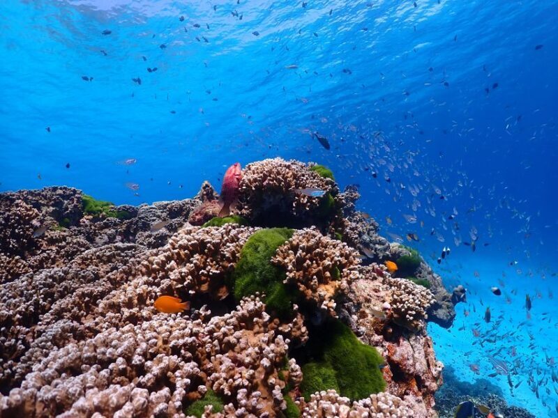 From Khao Lak: Similan Islands Snorkeling Trip with Lunch - FAQs