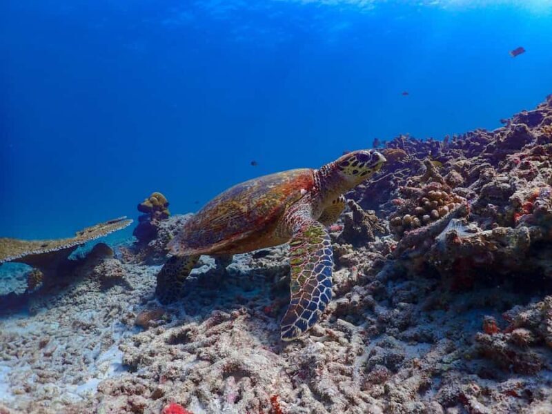 From Khao Lak: Surin Islands Day Tour with Snorkel & Lunch - FAQs