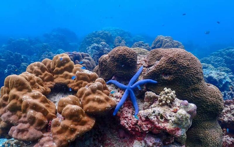 From Khao Lak: Surin Islands Snorkeling Tour w/ Meals - Key Points