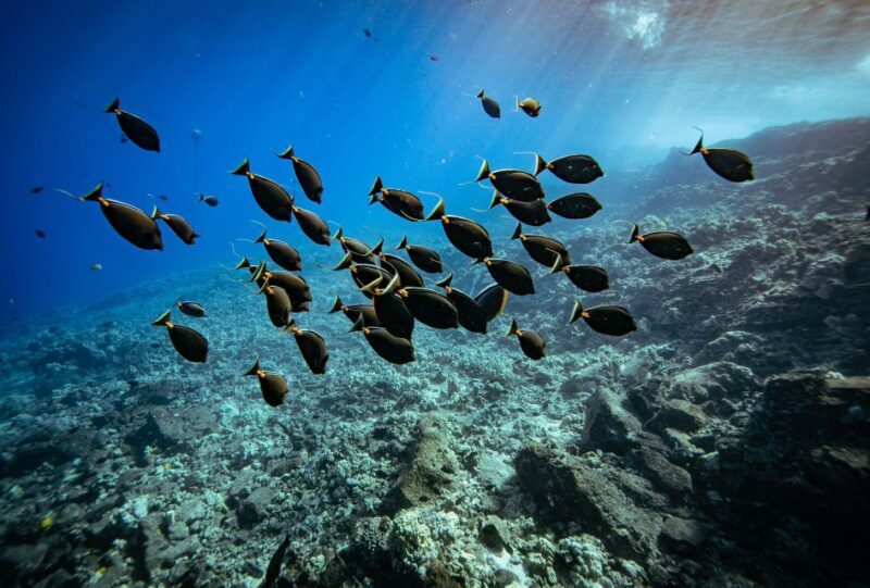 From Kihei: Molokini Crater and Turtle Town Snorkeling - Who Should Book This Tour?