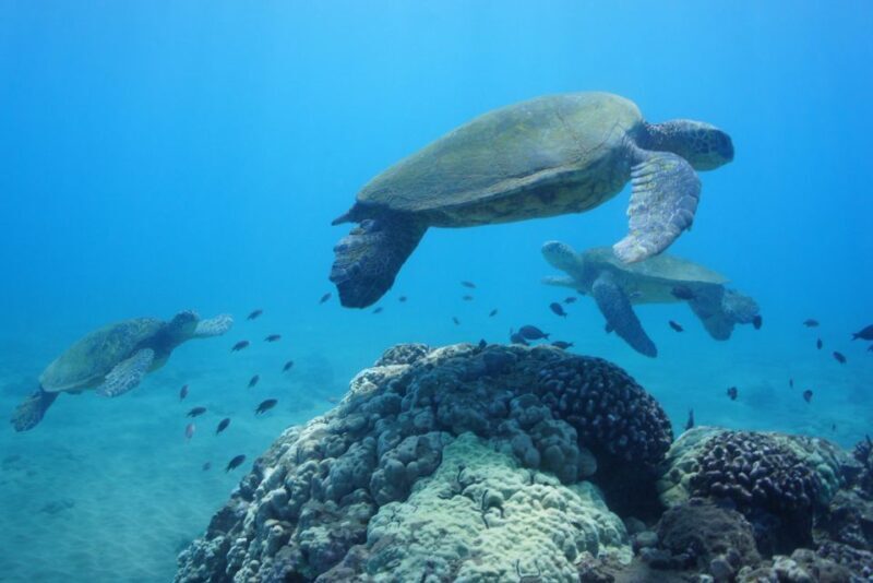 From Kihei: Molokini Snorkel 2-Hour Adventure - What’s Included and What to Bring