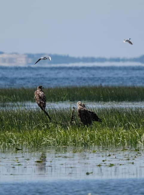 From Klaipda: Bird-Watching Adventure in Nemunas Delta - Key Points