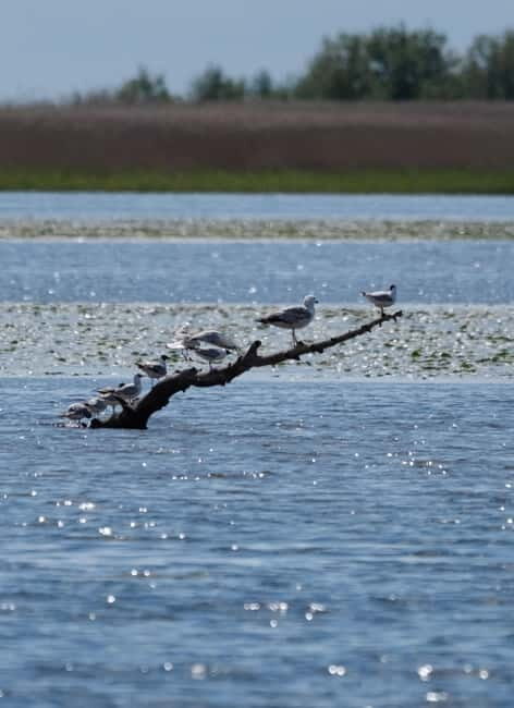 From Klaipda: Bird-Watching Adventure in Nemunas Delta - A thorough look at what this tour offers