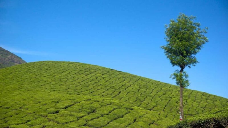 From Kochi:- 02 Days Munnar Hill Station & Nature Walk Tour - The Value and Practicalities