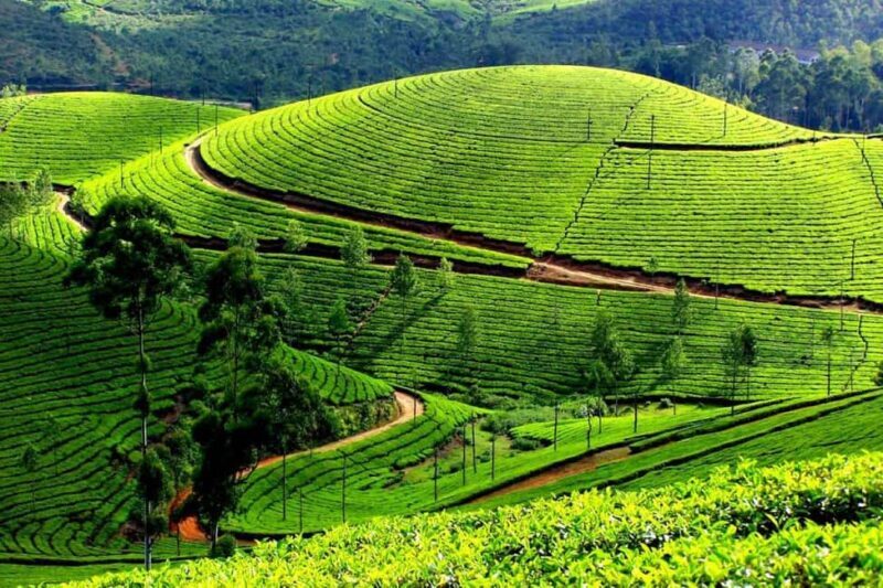 From Kochi:- 02 Days, Munnar Nature Beauty Hill Station Tour - Analyzing the Value and Practicalities