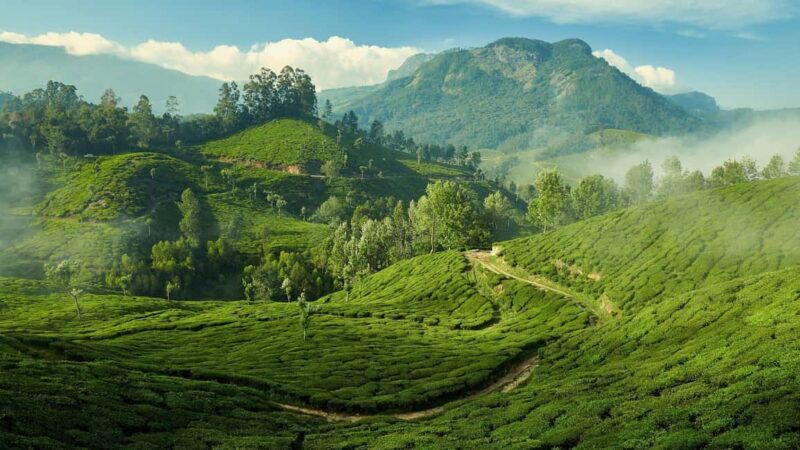 From Kochi:- 02 Days, Munnar Nature Beauty Hill Station Tour - The Sum Up