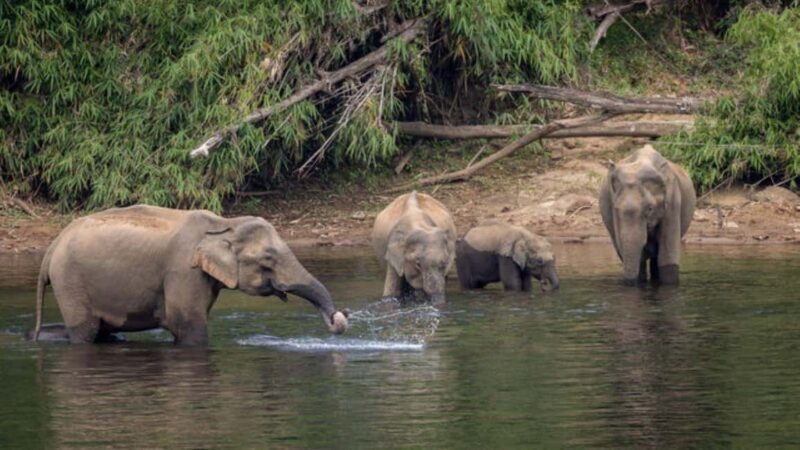 From Kochi:- 02 Days Periyar Wildlife Tour with Nature Walk - Key Points