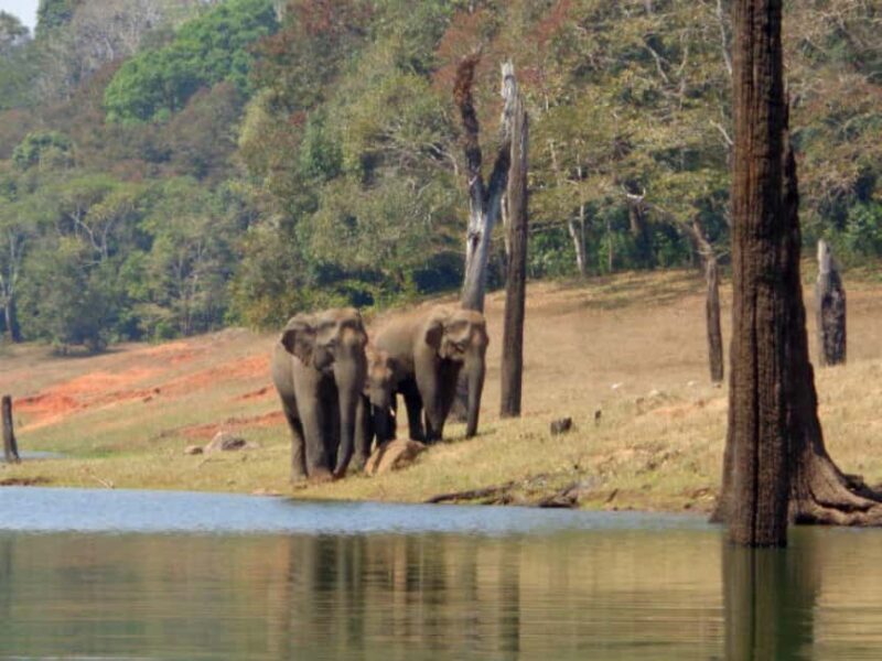 From Kochi:- 02 Days Periyar Wildlife Tour with Nature Walk - Final Thoughts