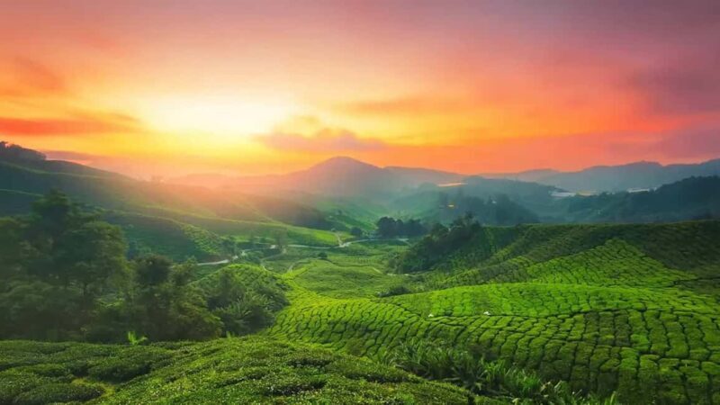 From Kochi:- 03 Days Cochin with Munnar Hill Station Tour - What This Tour Means for You