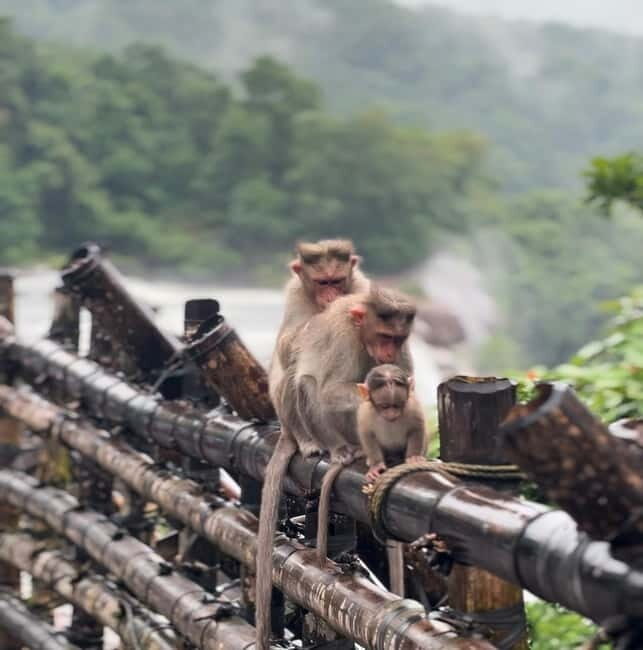 From Kochi: Athirappilly Waterfalls Day Trip with Transfers - Key Points