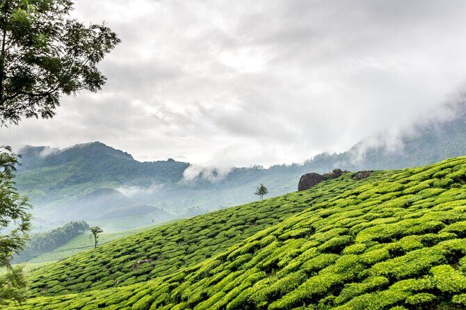 From Kochi: Day Tour to Munnar with Tea Garden and Waterfalls - Spice Plantations and Nature Walks