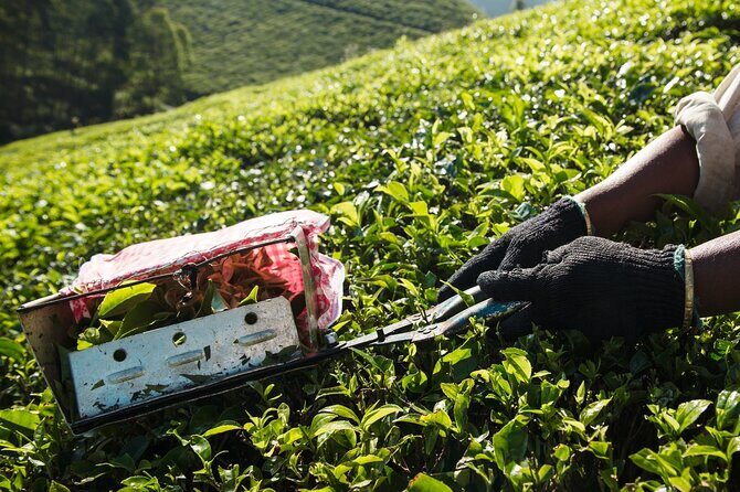 From Kochi: Day Tour to Munnar with Tea Garden and Waterfalls - The Sum Up