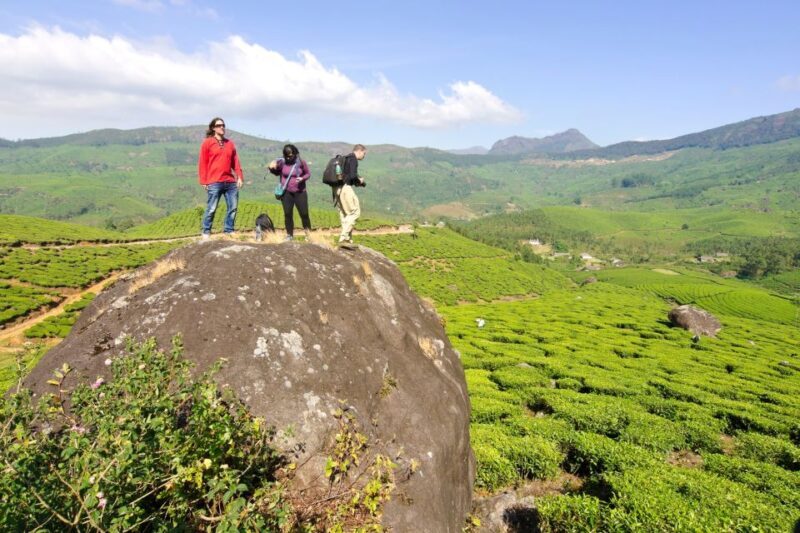 From Kochi: Munnar & Tea Museum Private Guided Tour - Key Points