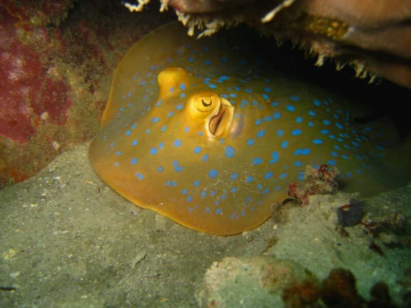 From Koh Kood: Certified Dive Trip - Dive Spots and Marine Environment: What You’ll Likely See