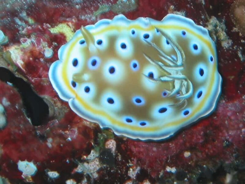 From Koh Kood: Certified Dive Trip - Who Will Love This Trip?