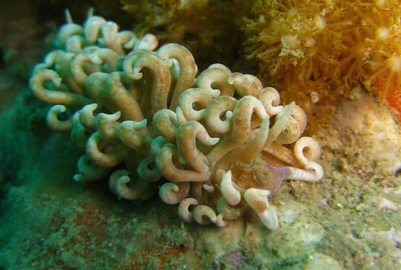 From Koh Kood: Certified Dive Trip - Final Thoughts