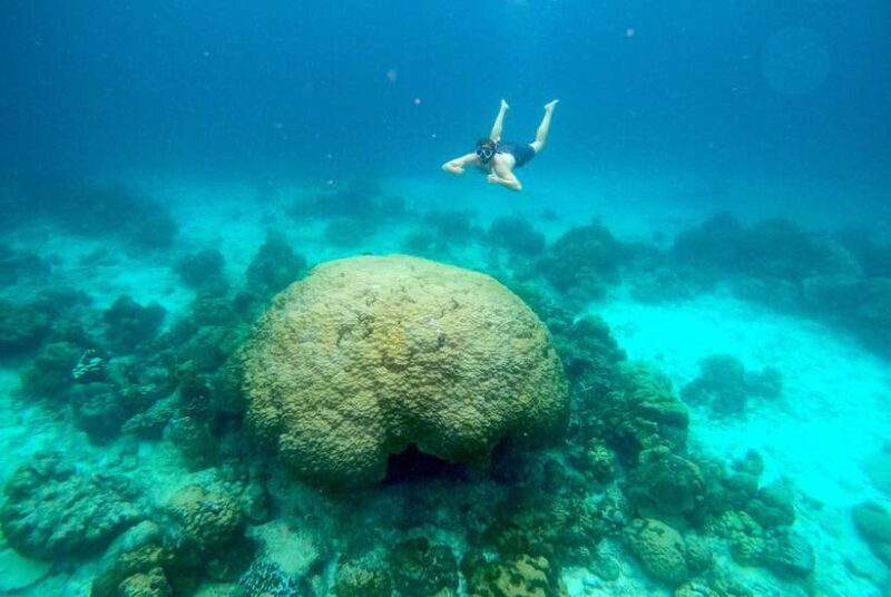From Koh Lanta: Koh Haa & Koh Rok Snorkel Tour by Speedboat - The Marine Environment & Why It Matters