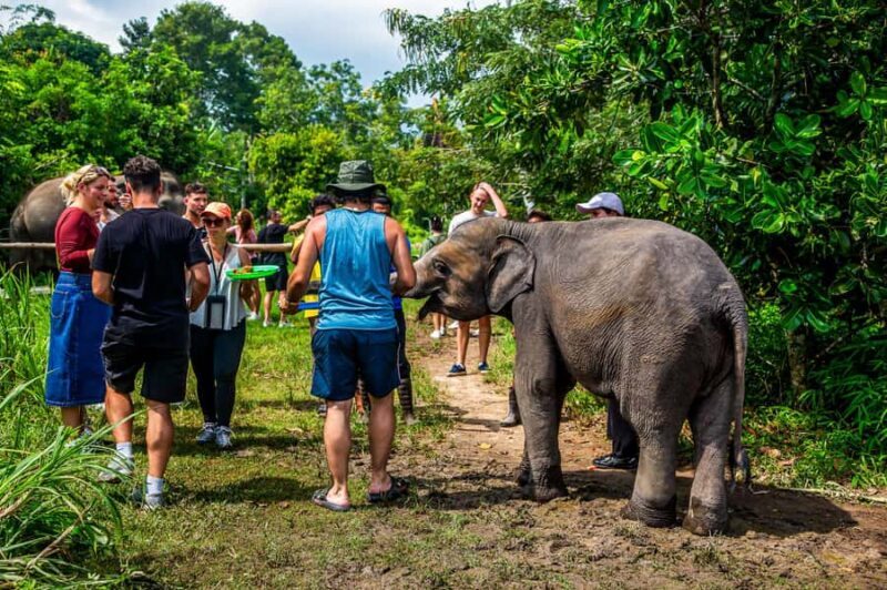 From Koh Samui: Elephant Sanctuary & Jungle Adventure Tour - Key Points