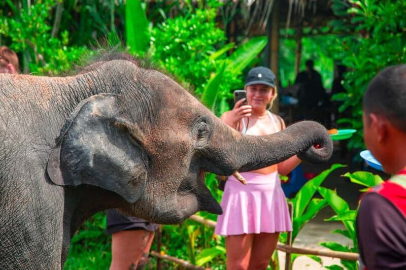 From Koh Samui: Elephant Sanctuary & Jungle Adventure Tour - What Reviewers Say
