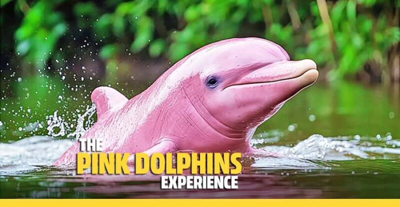 From Koh Samui: Pink Dolphin Boat Tour to Khanom with Lunch - The Value of the Experience